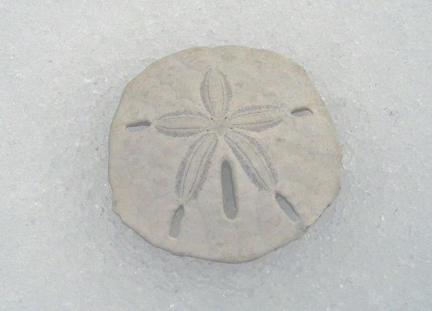 musings of a sea witch: White Shell Wednesday