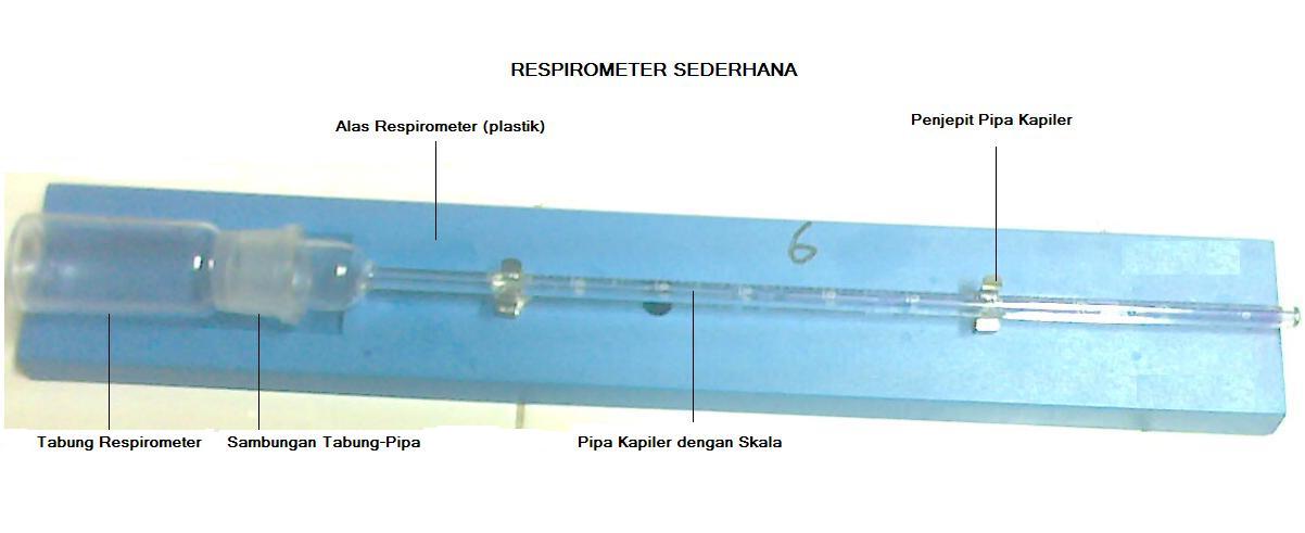 Respirometer Sederhana | Belajar euy