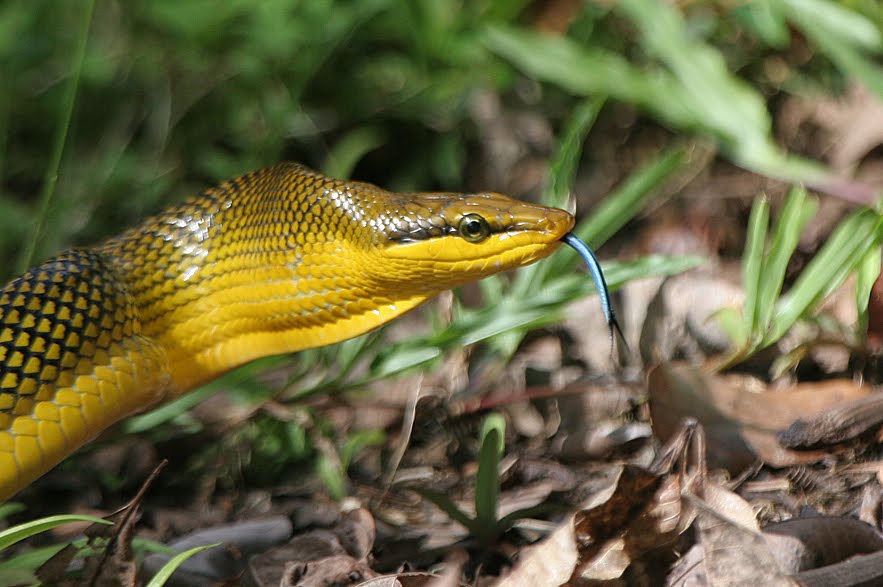 Frogmouth: Yellow Tree Racer Snake.
