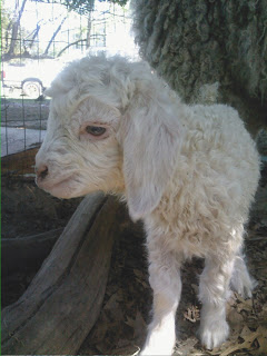 The Rustic Rooster: It's a girl! new baby angora goat