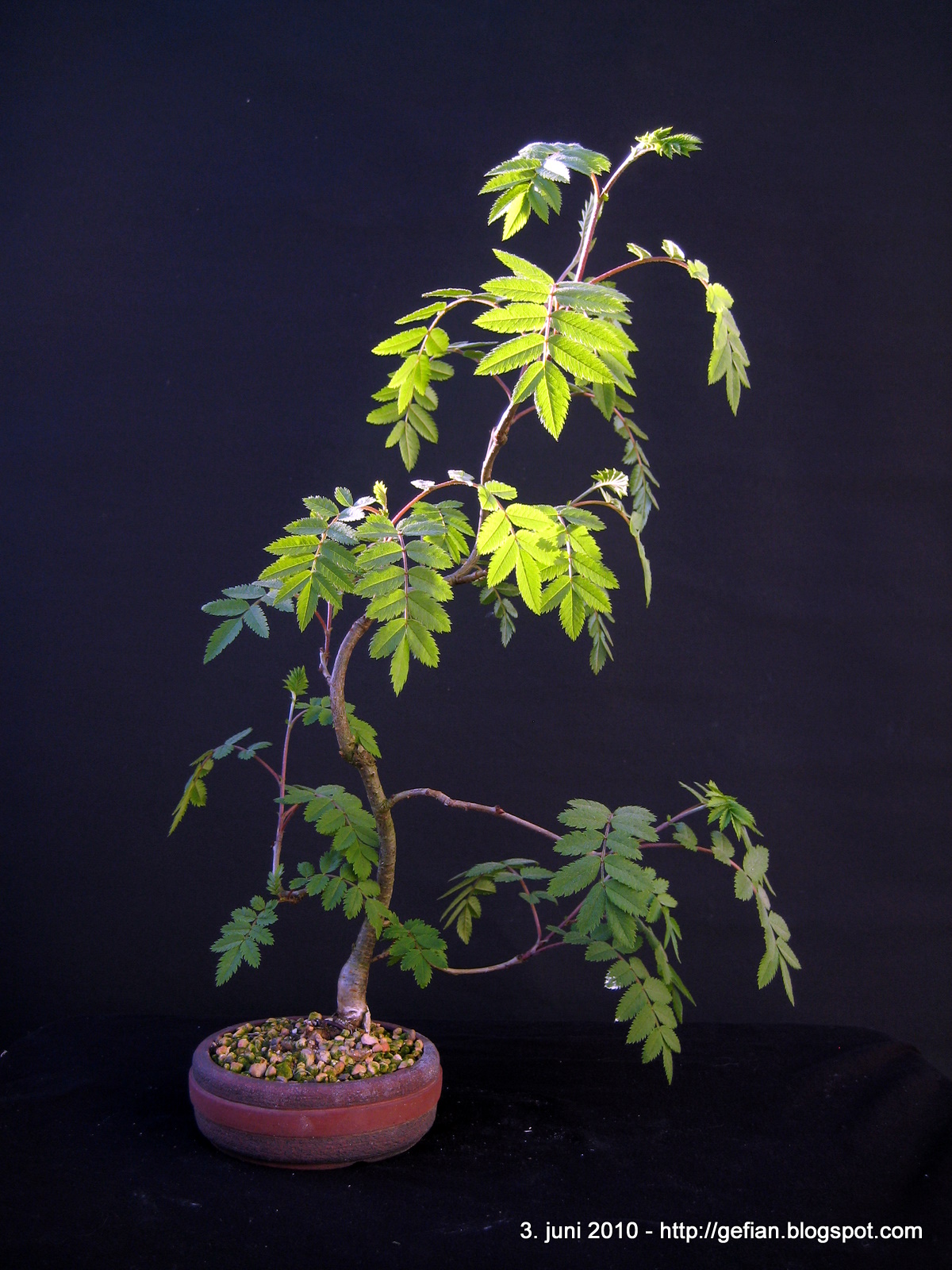 My Bonsai: Rowan Development