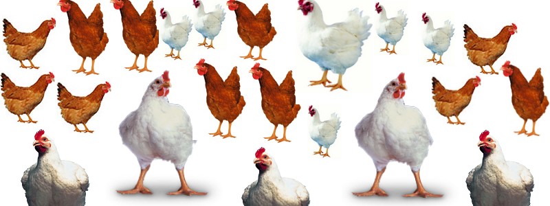 AVICULTURE - ELEVAGE -AVICOLE: juin 2010