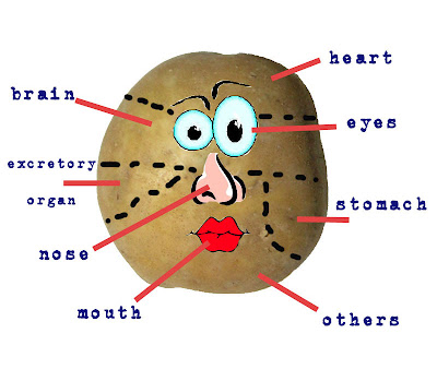 The Potato Corner: Anatomy of a Potato