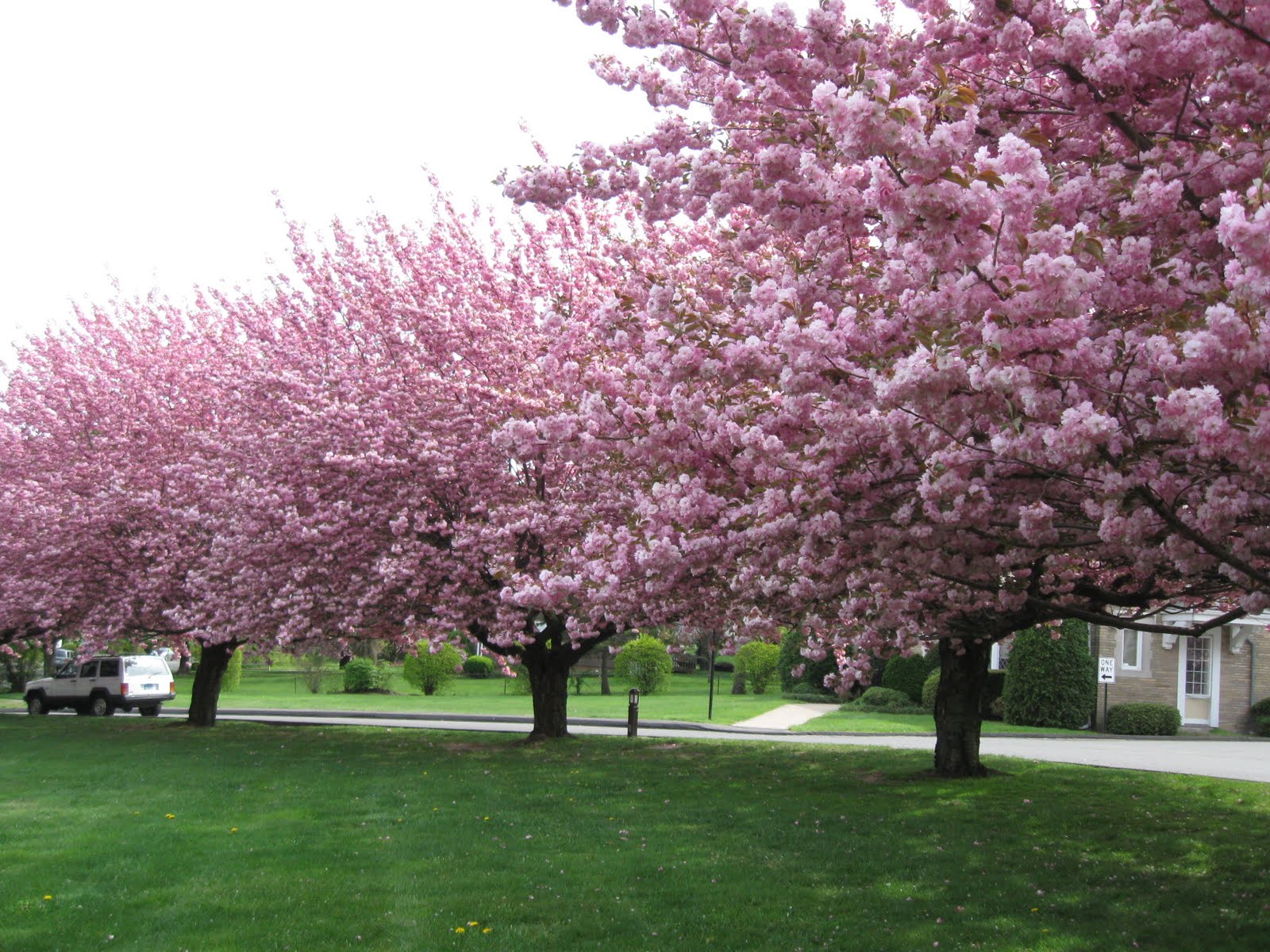 Carol's Southern Spice: Cherry blossoms and Mallards arrive in Connecticut