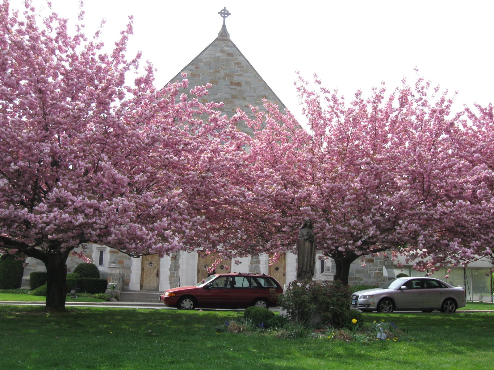 Carol's Southern Spice: Cherry blossoms and Mallards arrive in Connecticut