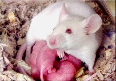 CuiDa a TuS RaToNciToS: Fin del embarazo… ¡Mami está a punto de tener ...