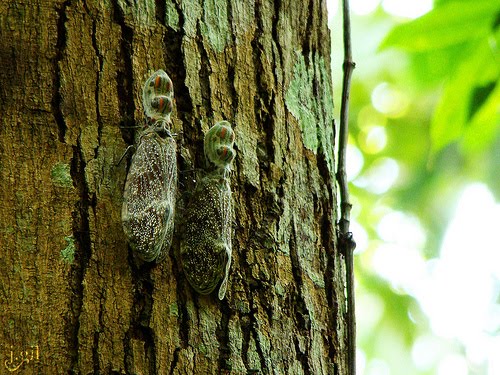 Jequiranabóia (cobra de asa, cobra voadora....) - Ciências Biológicas ...