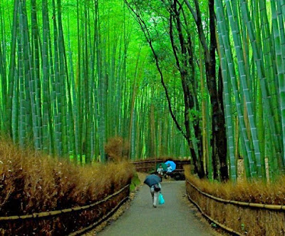 ♥ Lua nova: A lição do bambu chinês- Fábula