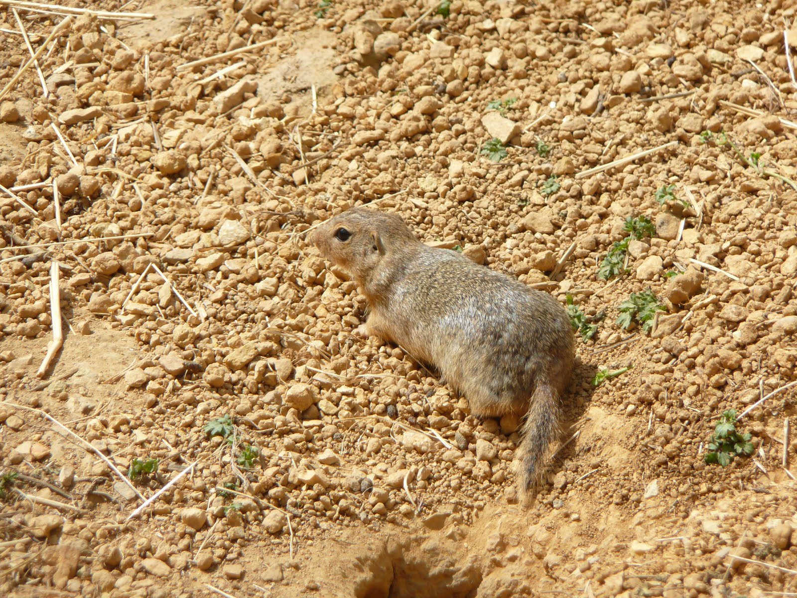les voyages d'olivierb: Août 2010: les animaux de la forêt de Chizé.