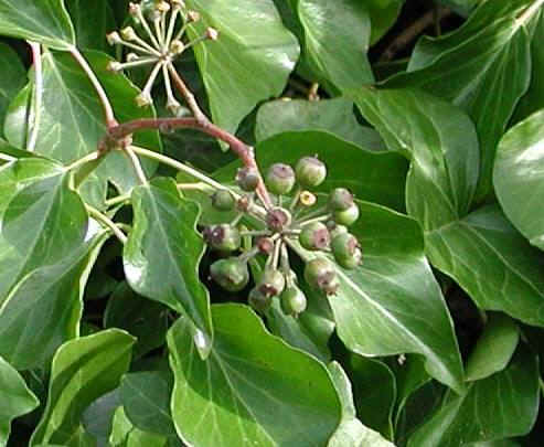 Twigs: “Floriography” 101-Part 2