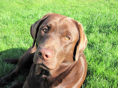 Hobbe & Smilla i storstan: Världens mysigaste labbar