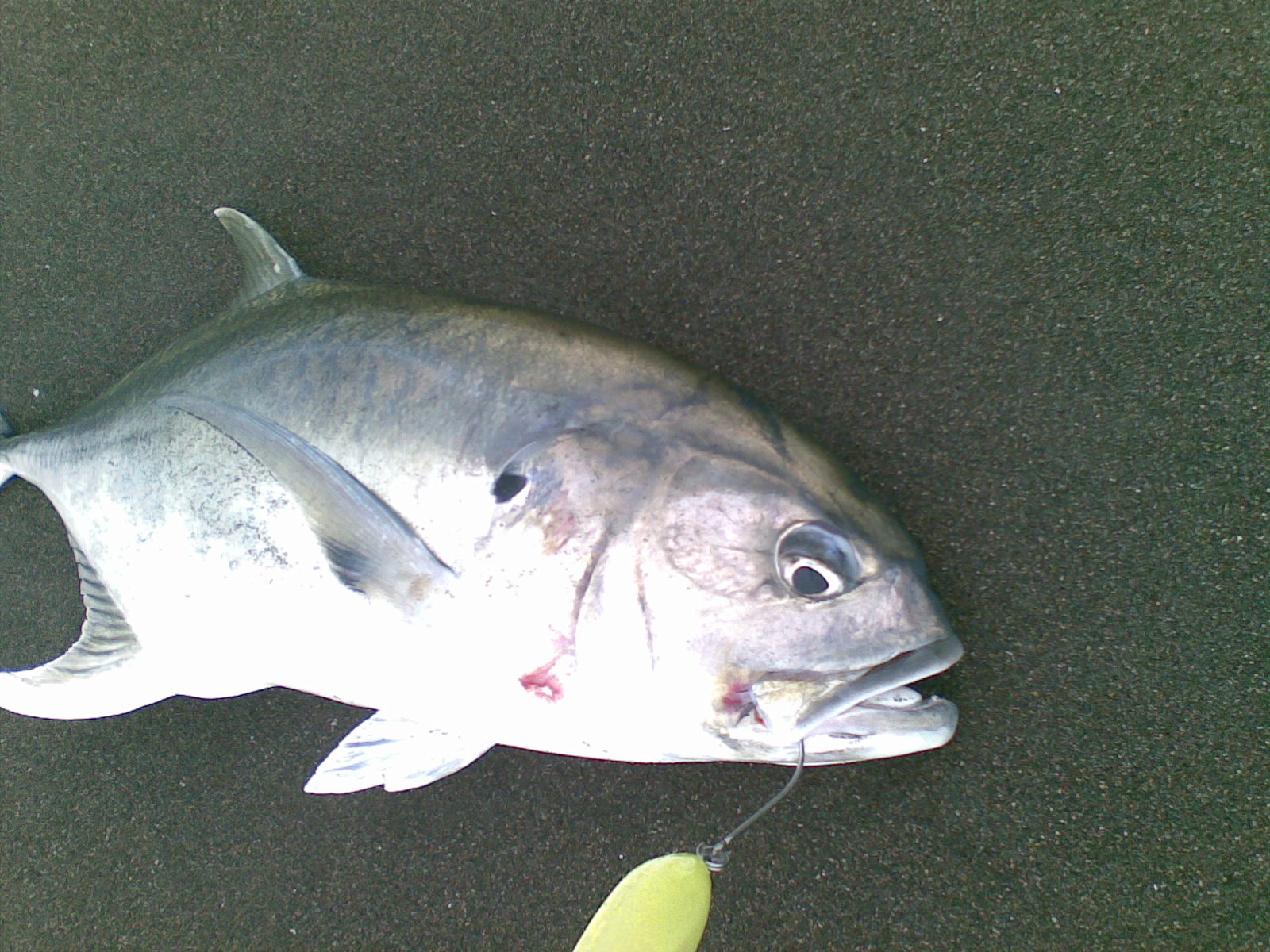 Surfishing en Manzanillo: REGRESARON LOS JURELES