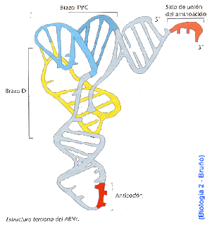 biologia: ARN