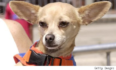 Diego Dog: Adios Gidget