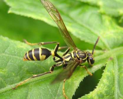 Guayabal de Síquima y su Biodiversidad.: Reino: Animal. Orden ...