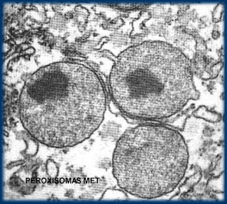 Biología en blog: Peroxisomas