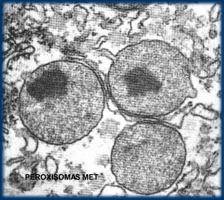 Biología en blog: Peroxisomas