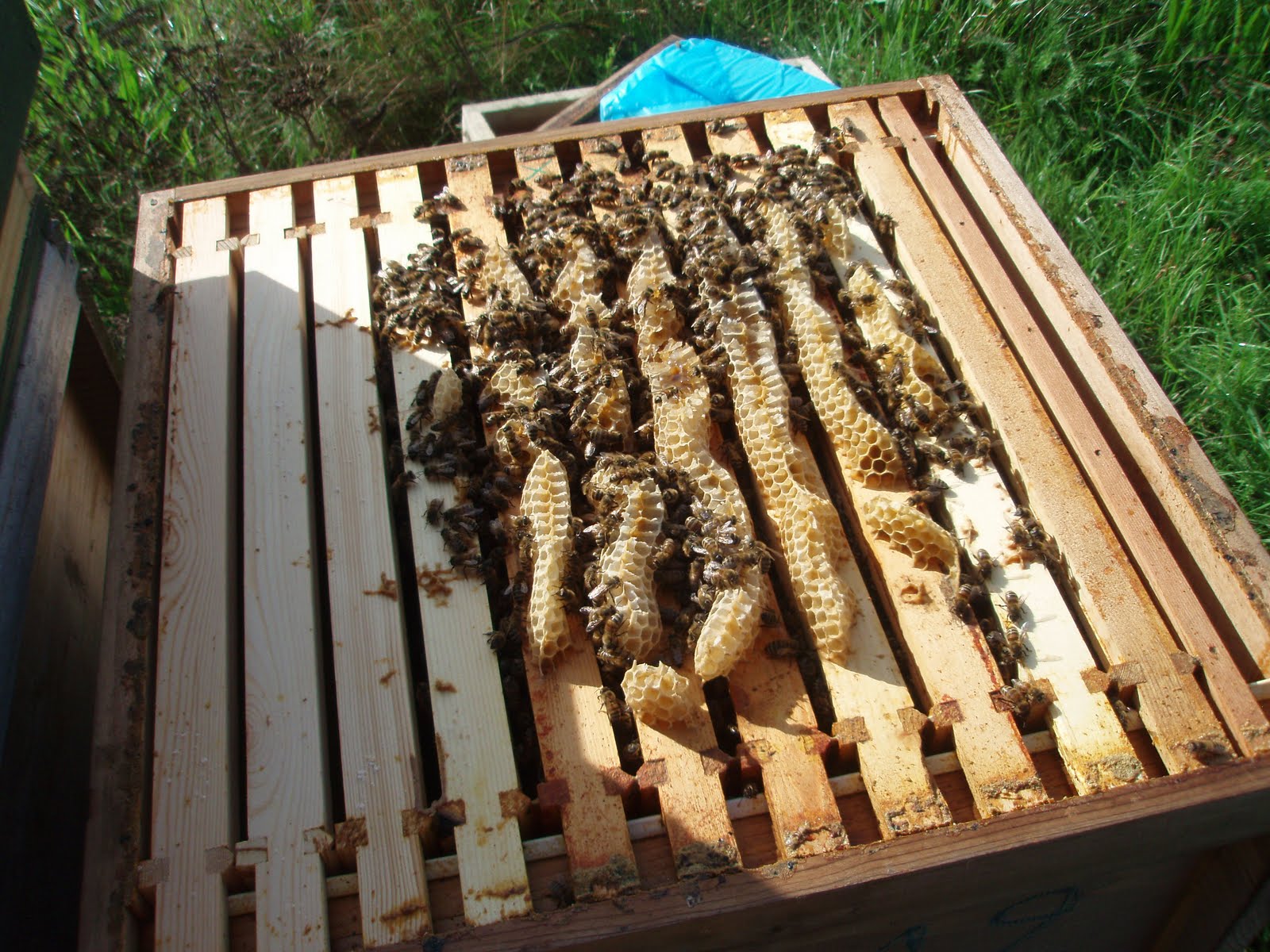 R.J. Beekeeping: September 2010