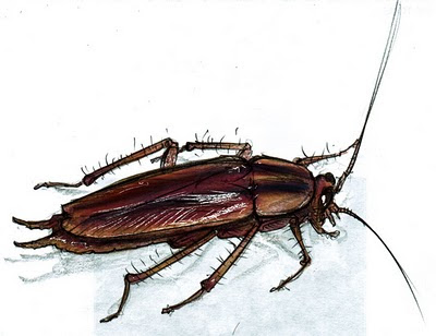 banuosketchblog: Coquerelle