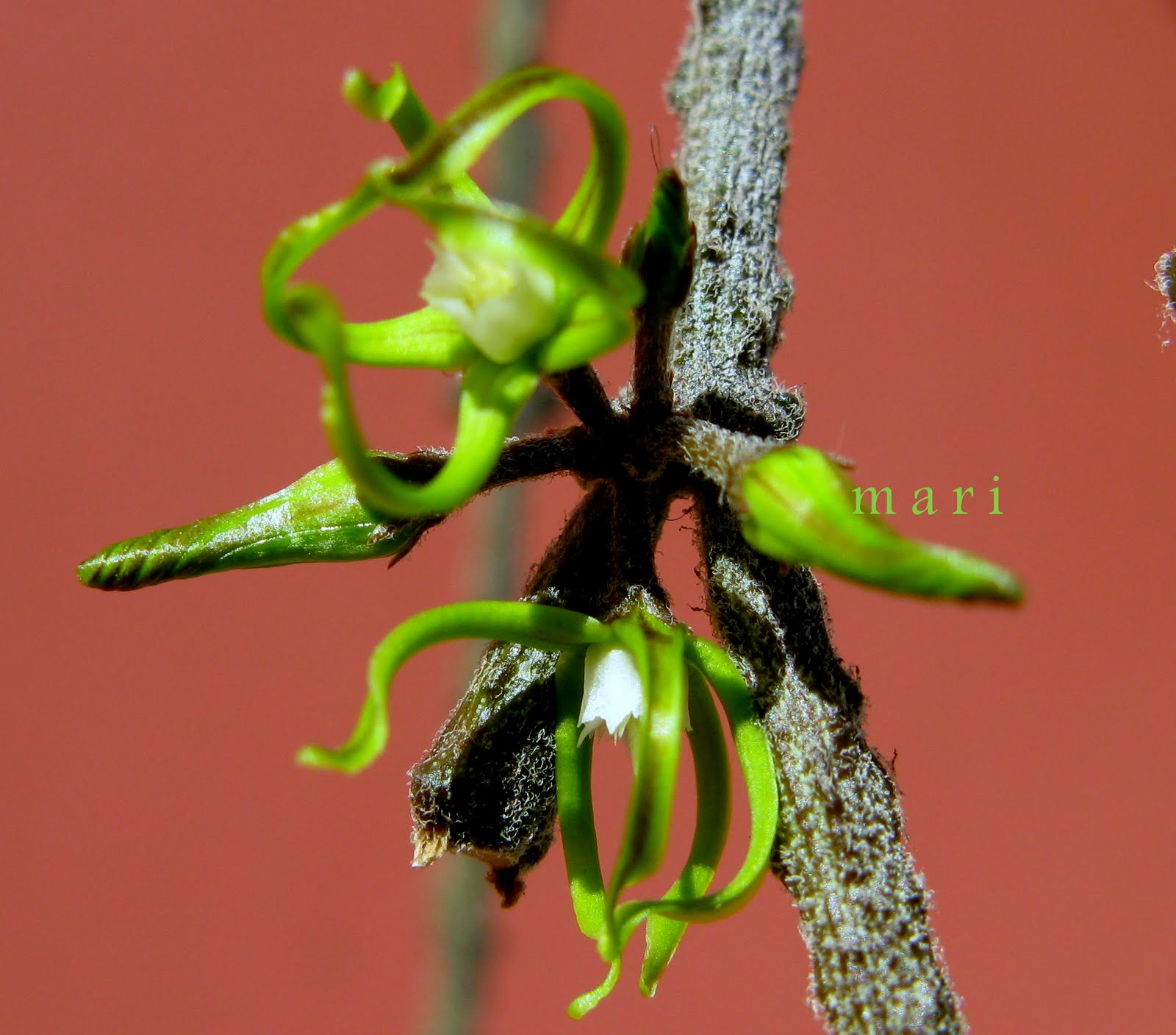 Asclepiadacitisagudisima: cynanchum marnierianum