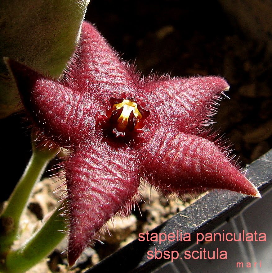 Asclepiadacitisagudisima: Stapelia paniculata subsp. scitula