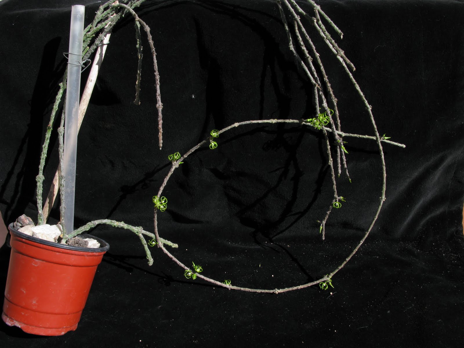 Asclepiadacitisagudisima: cynanchum marnierianum