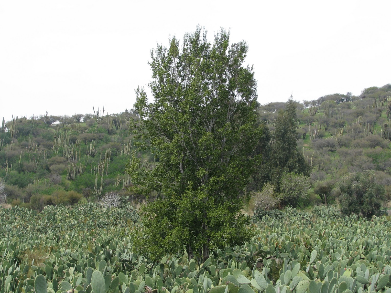arbolesnativos: Quillay - Quillaja saponaria