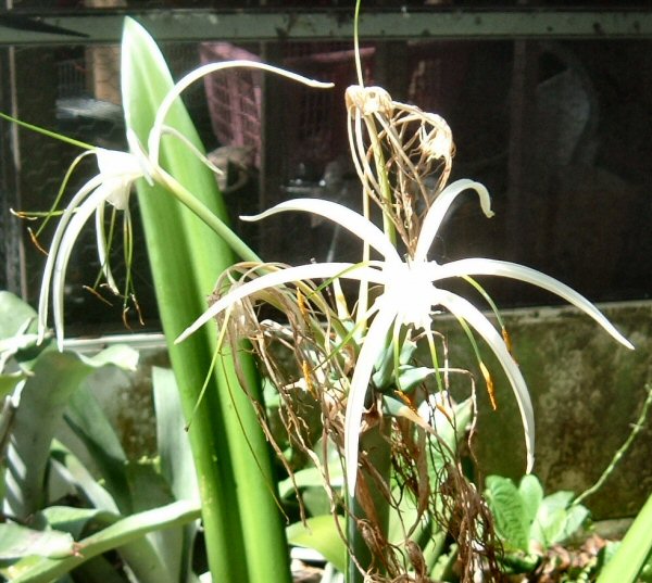 The Consummate Gardener: Florida Gardening and More: July 2010