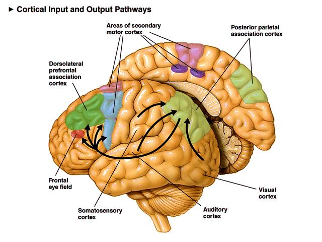 Humanismo Naturalista Científico: NEUROCIENCIA DE LA RELIGIÓN (VII): EL ...