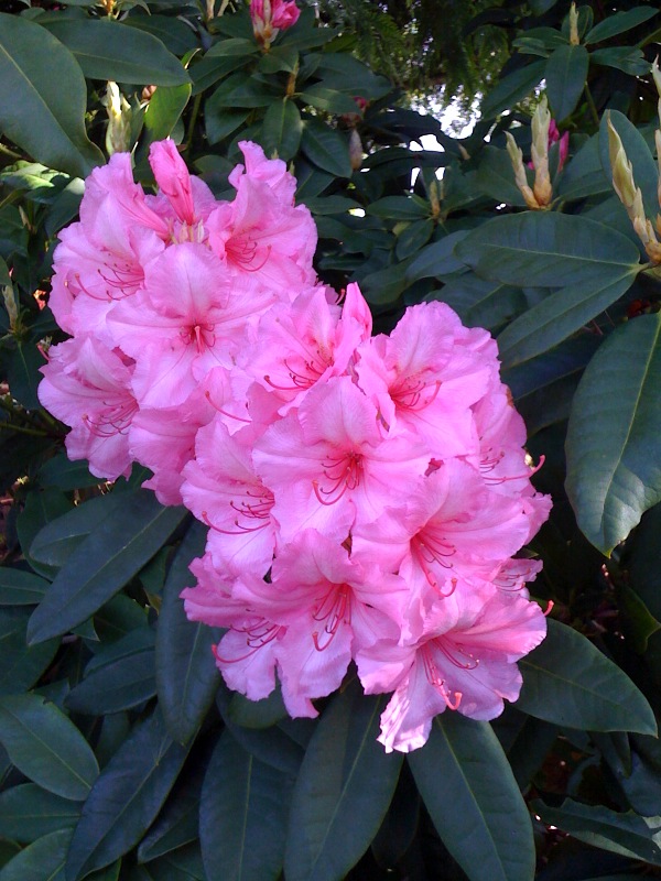 Nature & Knowledge: Apr 29, 2010 Coast Rhododendron