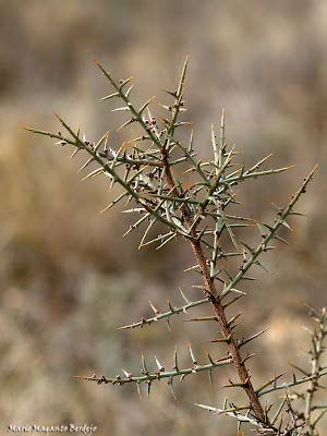 PERDIDO EN EL AMAZONAS: Genista scorpius (Aliaga, aulaga)