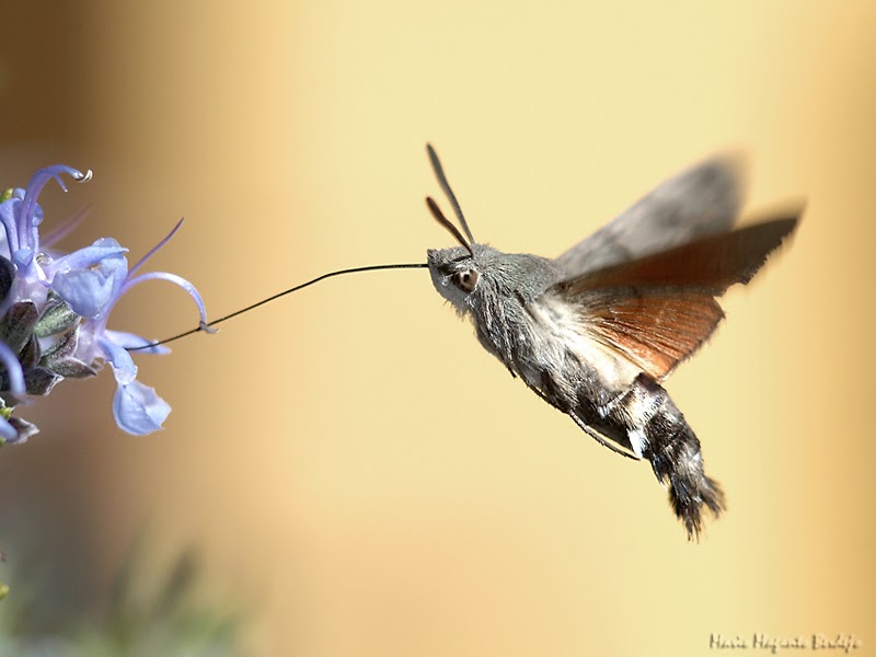 Macroglossum stellatarum (Esfinge colibrí)