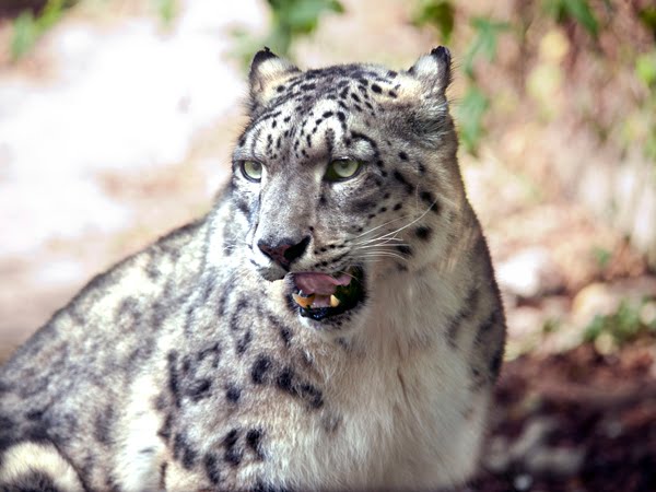 PERDIDO EN EL AMAZONAS: Uncia uncia (Pantera de las nieves; leopardo de ...