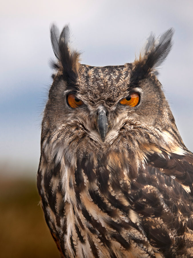 Bubo bubo (Buho real)