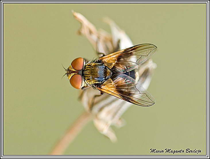PERDIDO EN EL AMAZONAS: Ectophasia leucoptera