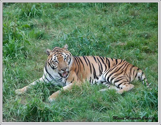 PERDIDO EN EL AMAZONAS: Panthera tigris tigris (Tigre de Bengala)