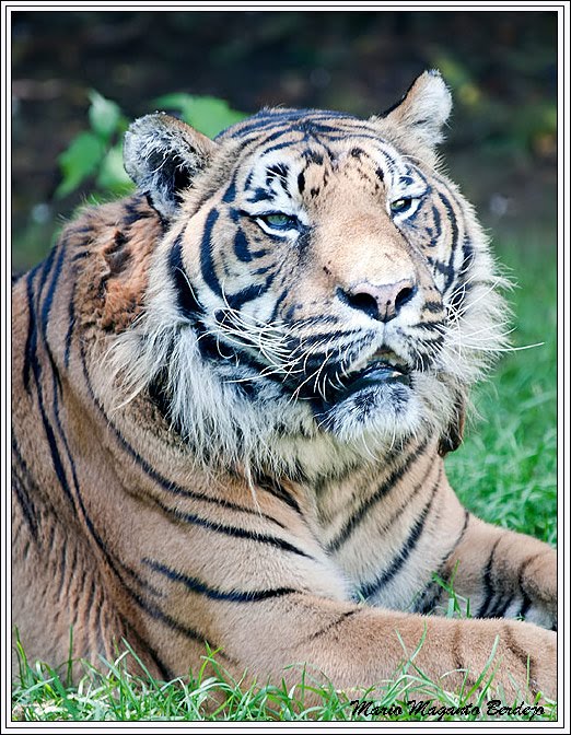 PERDIDO EN EL AMAZONAS: Panthera tigris sumatrae (Tigre de Sumatra)