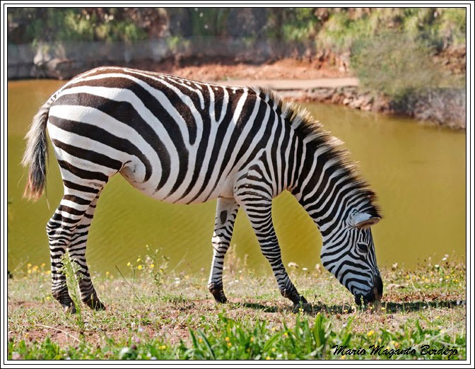 PERDIDO EN EL AMAZONAS: Equus quagga burchellii (Cebra de los llanos)