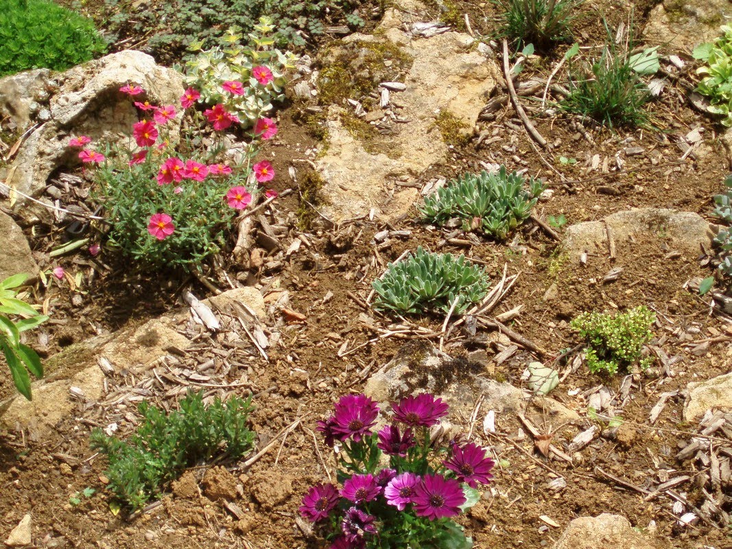 Ledoubsjardindanabel