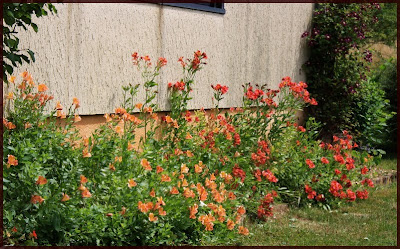 Ledoubsjardindanabel