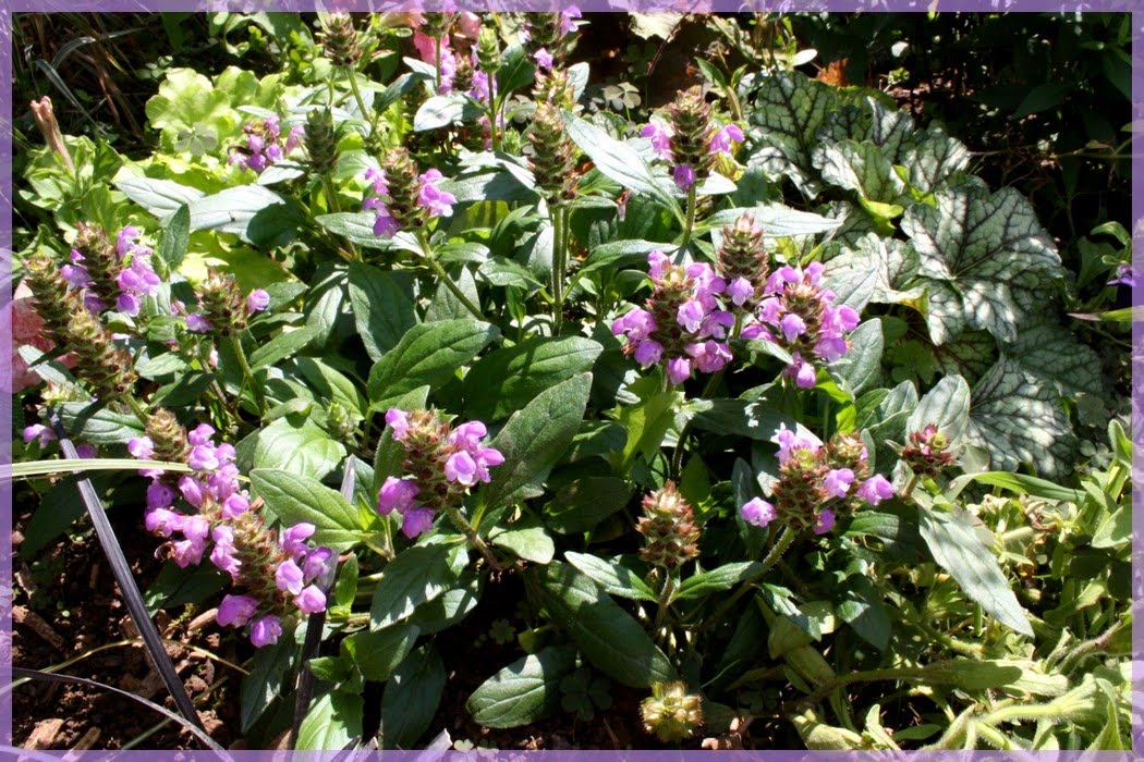 Ledoubsjardindanabel
