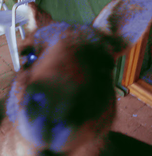 Our Creepy Kangaroo - The Professional Hobo