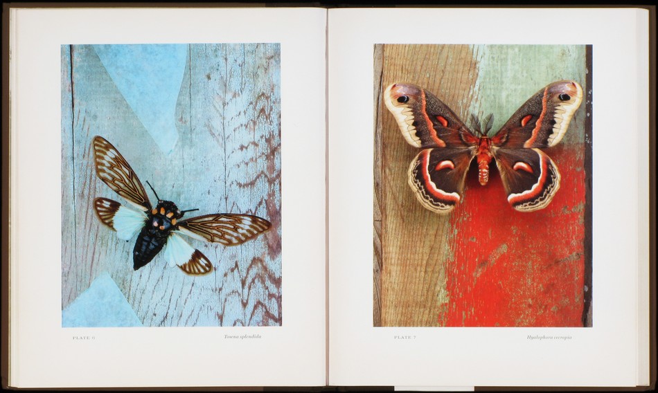 The Insect World: Jo Whaley: Butterflies and Photography