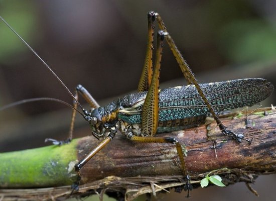 The Insect World New Insects Discovered