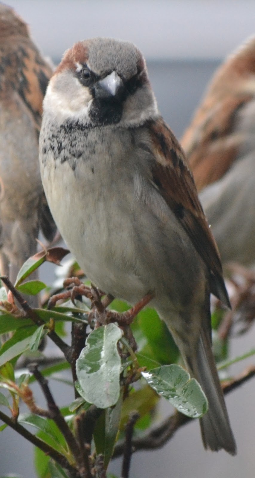 Bird of the Day: House Sparrow