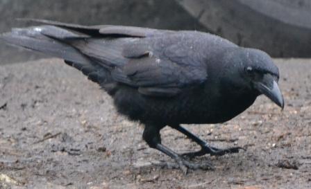 Bird of the Day: Northwestern Crow