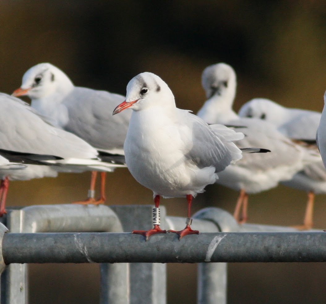 Mark James Pearson: colour-ringed gulls in Hackney