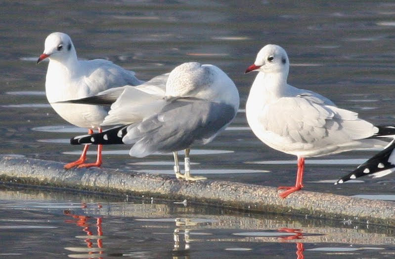 Mark James Pearson: colour-ringed gulls in Hackney