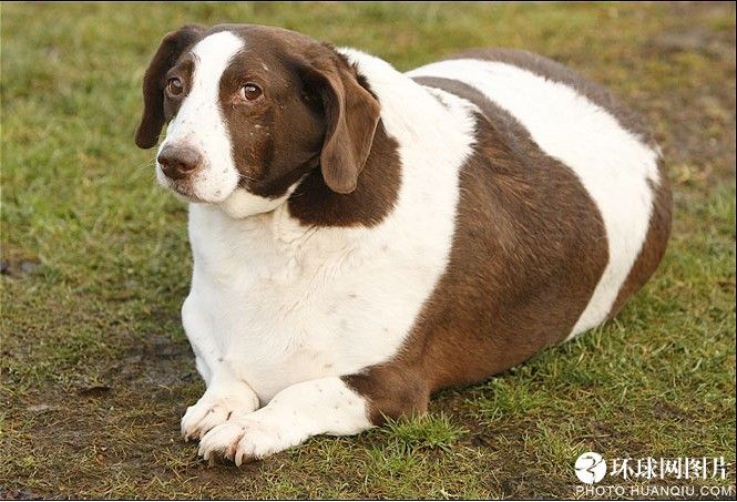 World's 10 Fattest Animals Alive ~ Extraordinary Thing