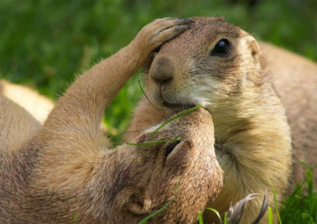 40 Photos Of Animals In Love